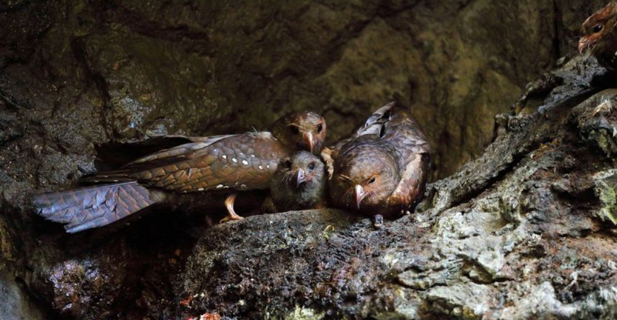 The Shocking Reason Owls Fly Silently—And 13 Other Superpowers of Night ...