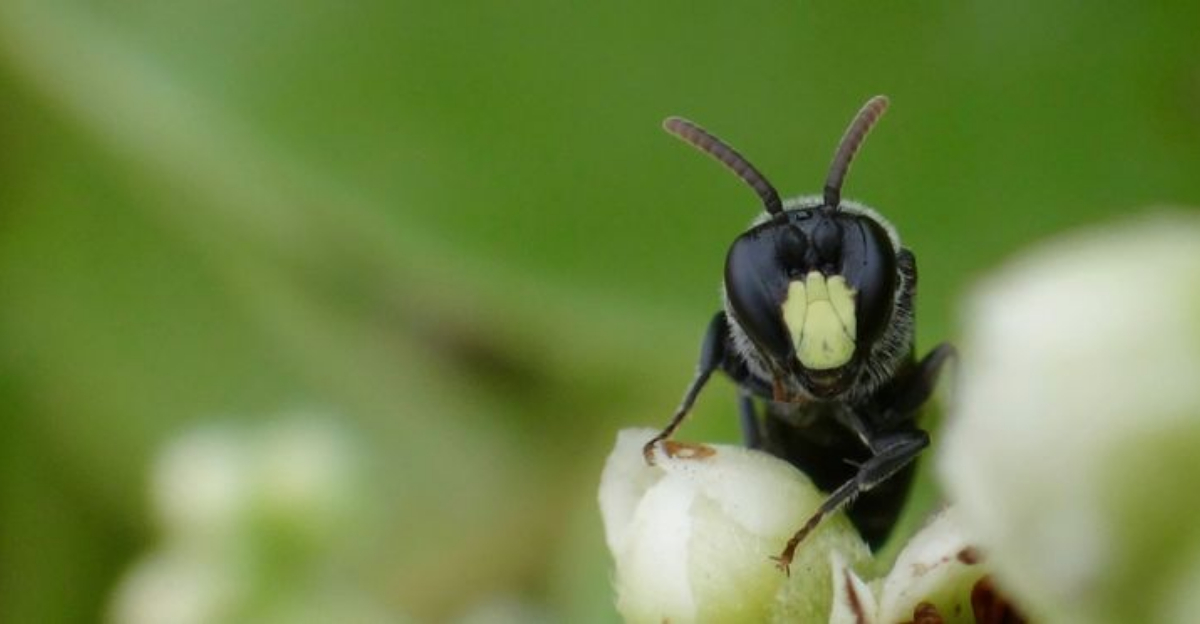 The U.S. National Park That’s Become a Safe Haven for Endangered ...