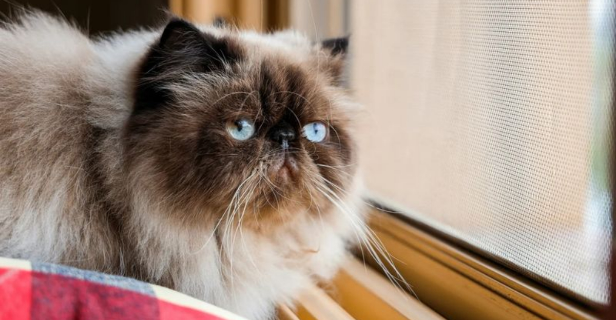 These 13 Cat Breeds Hate Being Left Alone (These 7 Handle Alone Time ...