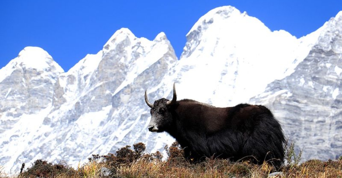 These 18 Mount Everest Animals Survive in Unthinkable Conditions ...
