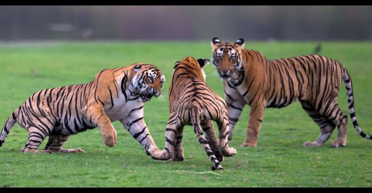 When Predators Become Prey: 17 Animals Hunted by Their Own Kind ...