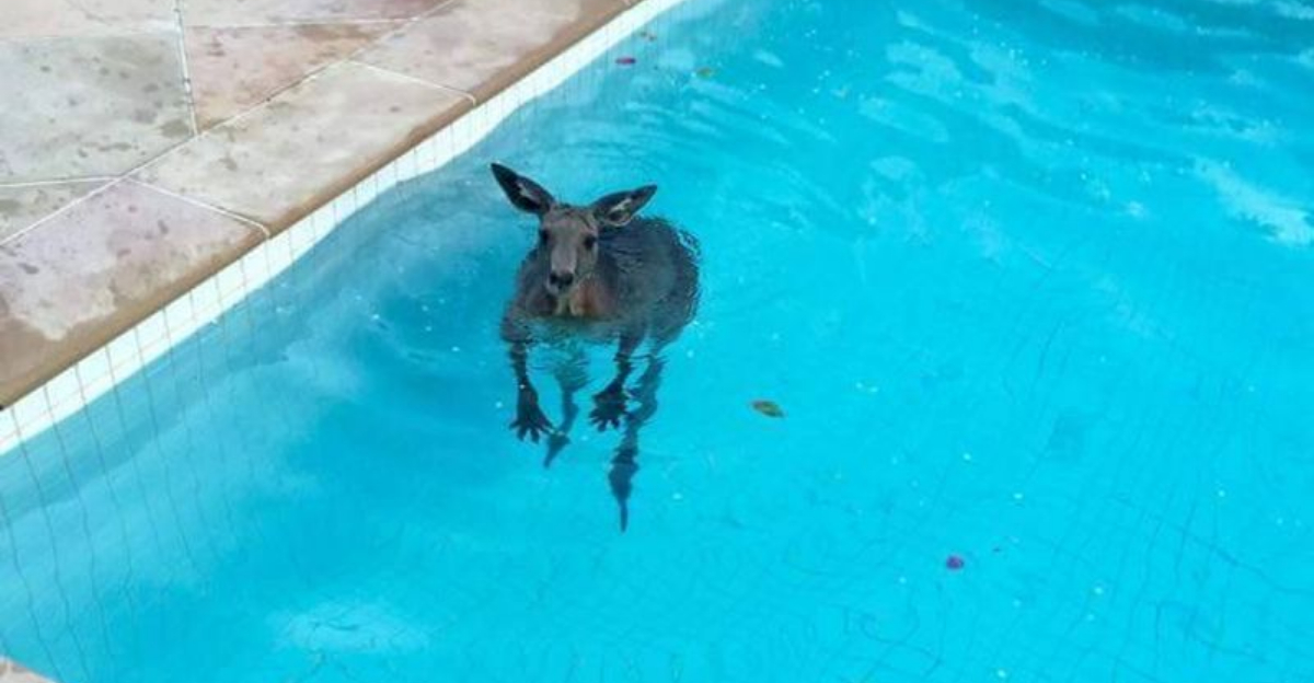 When the Pool Becomes Wild: Strange Animals Found Swimming Where They ...