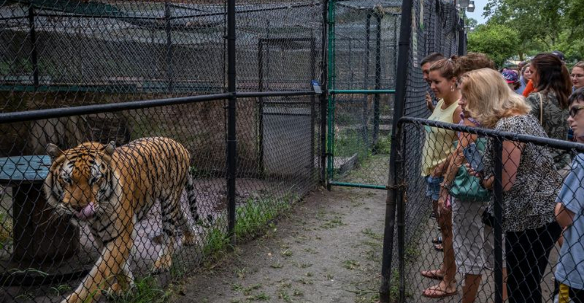 Why Animals Should Not Be Kept in Zoos - Exploring Animals