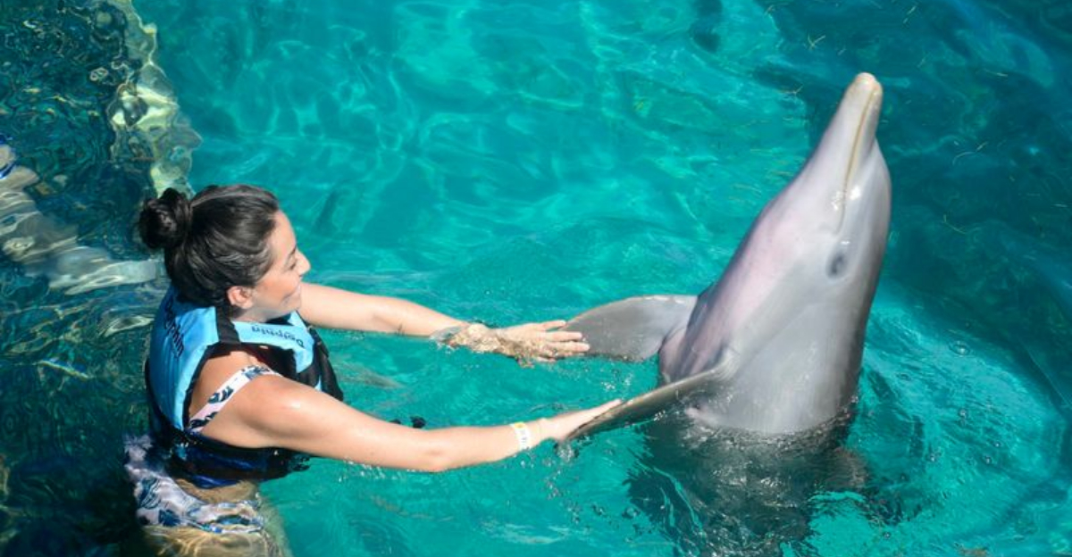 Why the Dolphin Is Seen as a Spirit Animal of Joy and Freedom ...