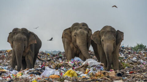 You Won’t Believe How Plastic Is Changing Animal Evolution - Exploring ...