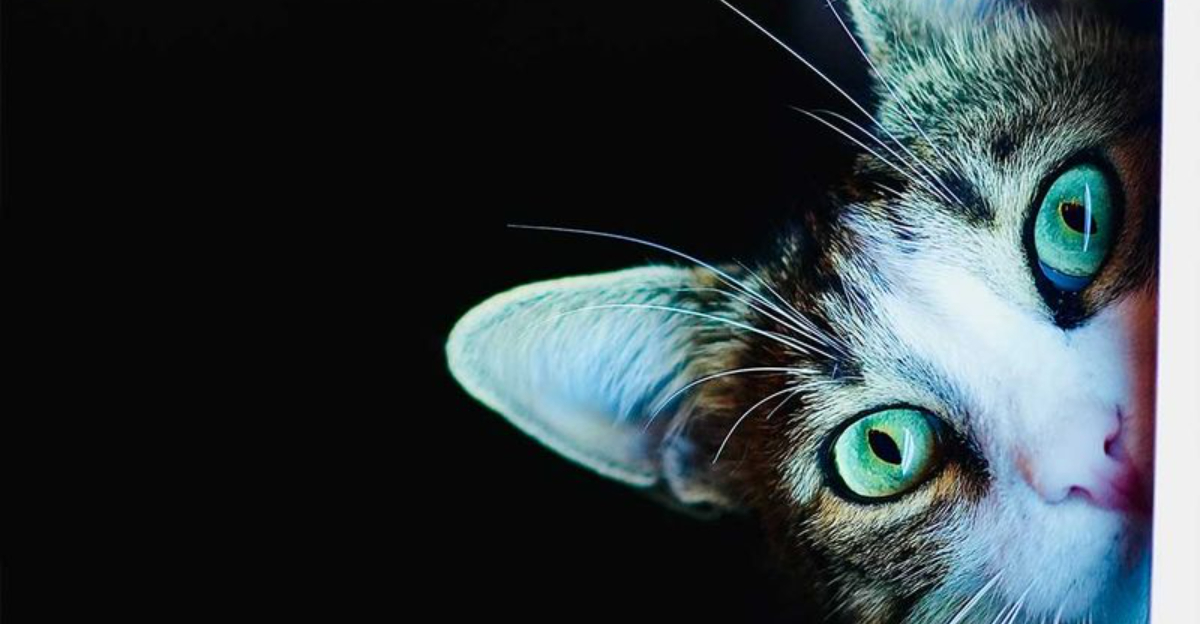 13 Adorable Cat Behaviors That Might Be a Cry for Help - Exploring Animals