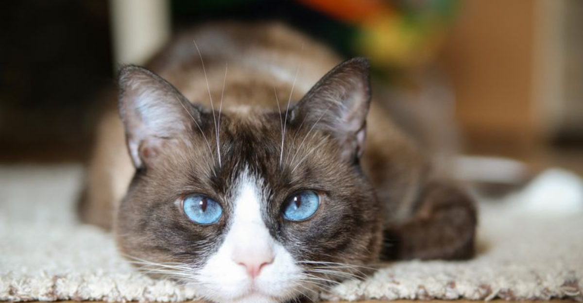 20 American Cat Breeds That Will Steal Your Heart - Exploring Animals