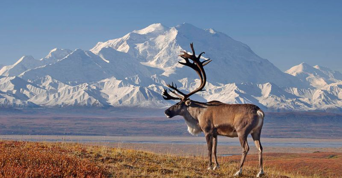 18 American Hiking Trails Where Wildlife Encounters Are Almost ...