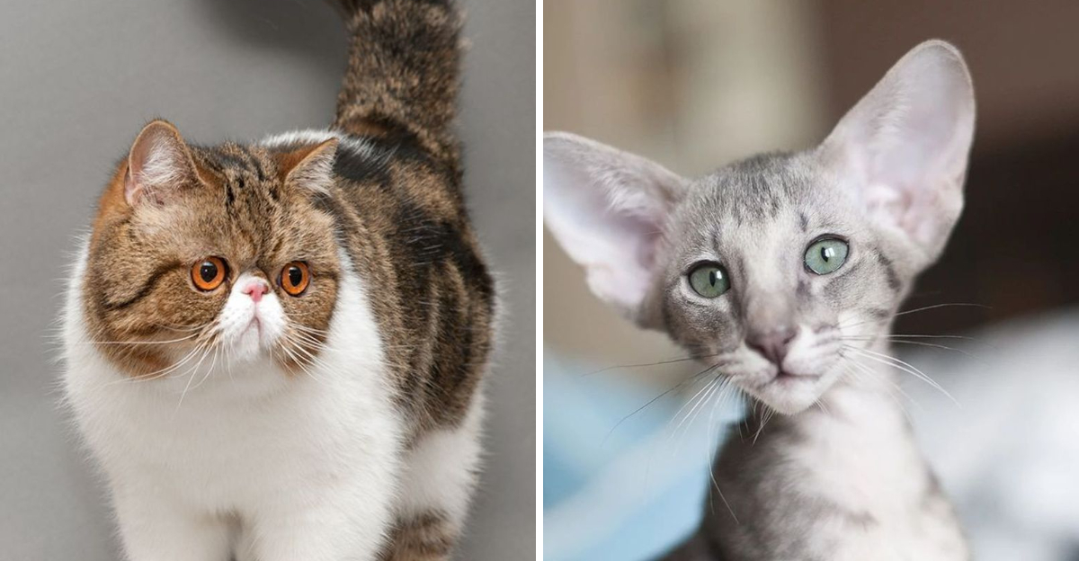 America’s 20 Most Stolen Cat Breeds (And Why They’re So Desired ...