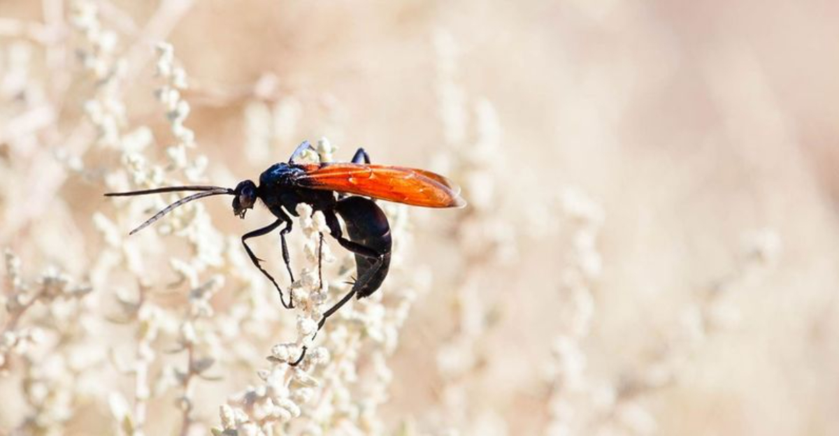22 Animal Bites and Stings That Hurt Way More Than You’d Expect ...