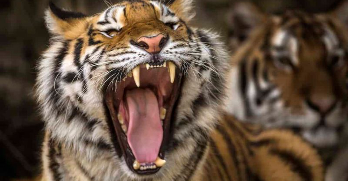 24 Animals with the Strongest Bite Forces in the Animal Kingdom ...