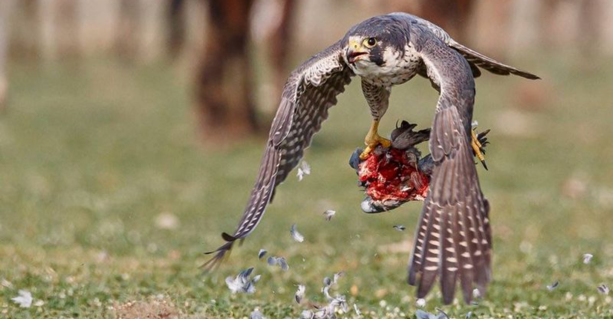 13 Backyard Birds That Are Actually Ruthless Killers (And What They're ...
