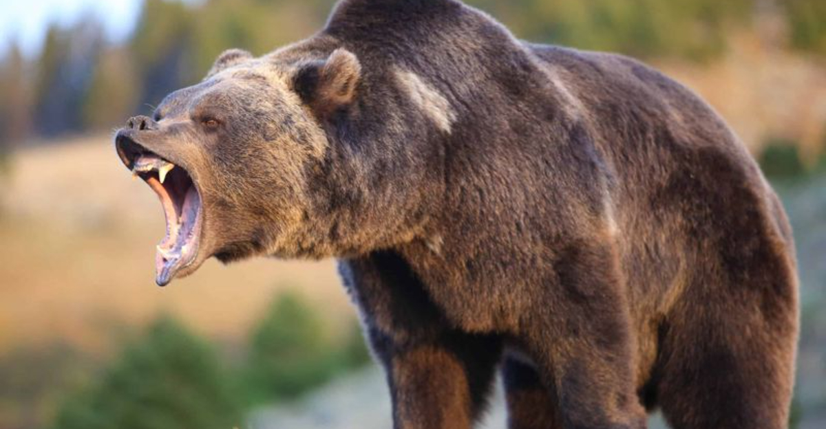 11 Bear Behaviors That Look Aggressive But Are Actually Signs of Fear ...