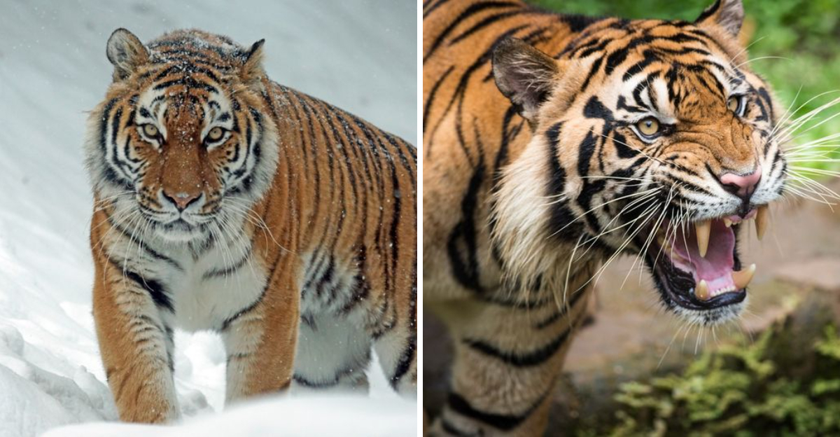 Bengal Tiger vs Siberian Tiger: 14 Key Differences That Reveal the ...