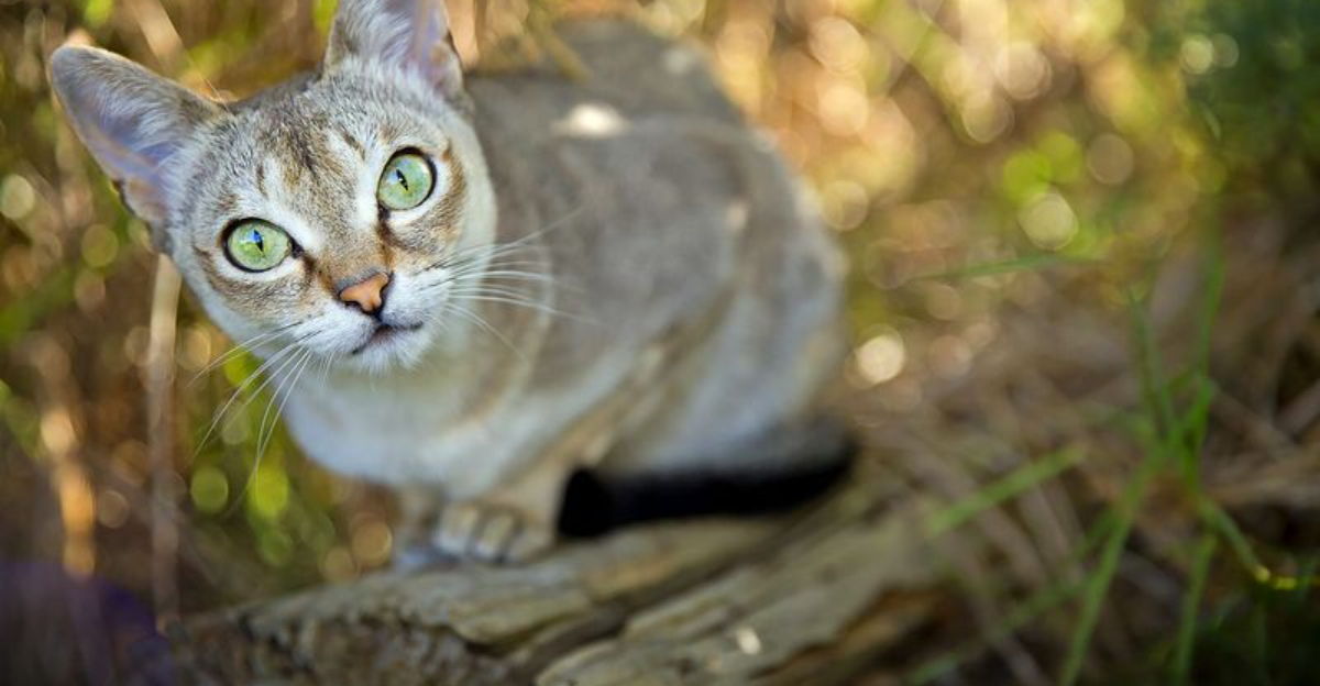 20 Best Cat Breeds for People Who Live an Active Lifestyle - Exploring ...
