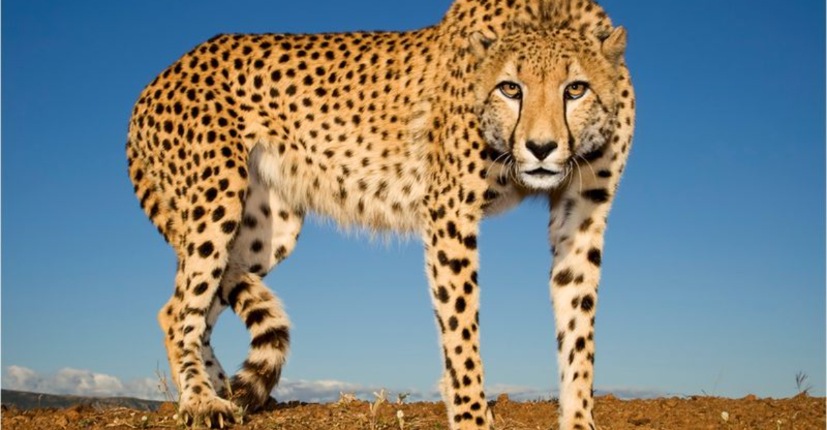 15 Big Cats Known for Their Incredible Fur Patterns - Exploring Animals