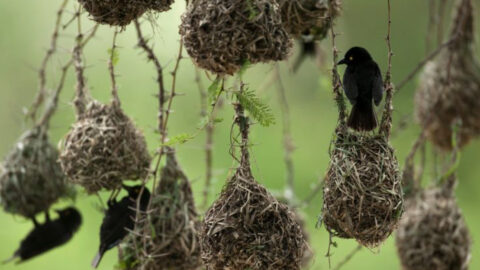 16 Bird Species That Build the Most Elaborate Nests - Exploring Animals