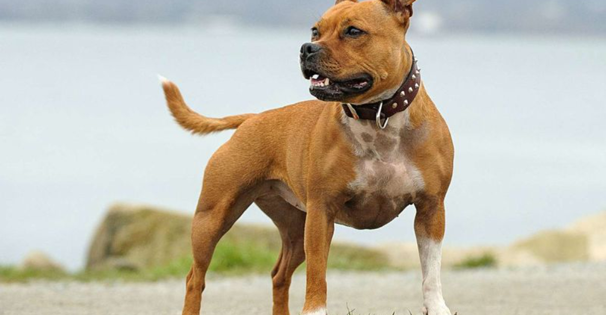 10 Brave Dog Breeds That Never Back Down (And 10 That Tend to Run Away ...
