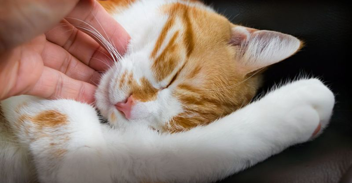 16 Cat Behaviors That Get Stronger the More You Respond to Them ...