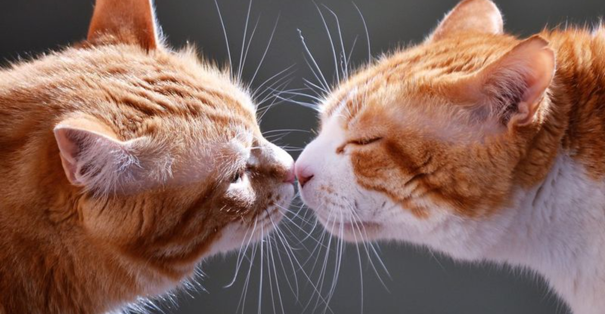 15 Cat Body Language Clues Decoded: What’s Behind the Quirks ...