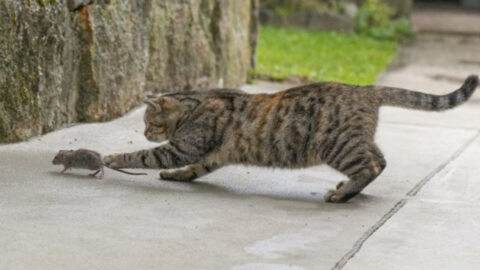17 Cat Breeds Known for Their Incredible Hunting Abilities - Exploring ...