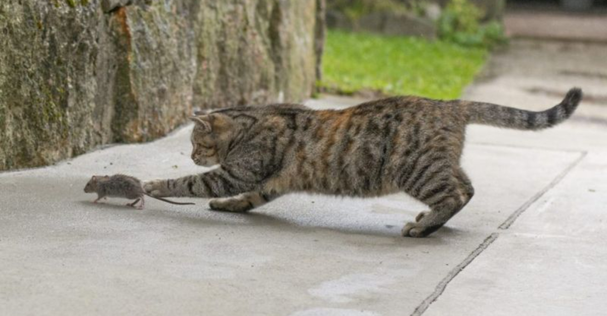 17 Cat Breeds Known for Their Incredible Hunting Abilities - Exploring ...