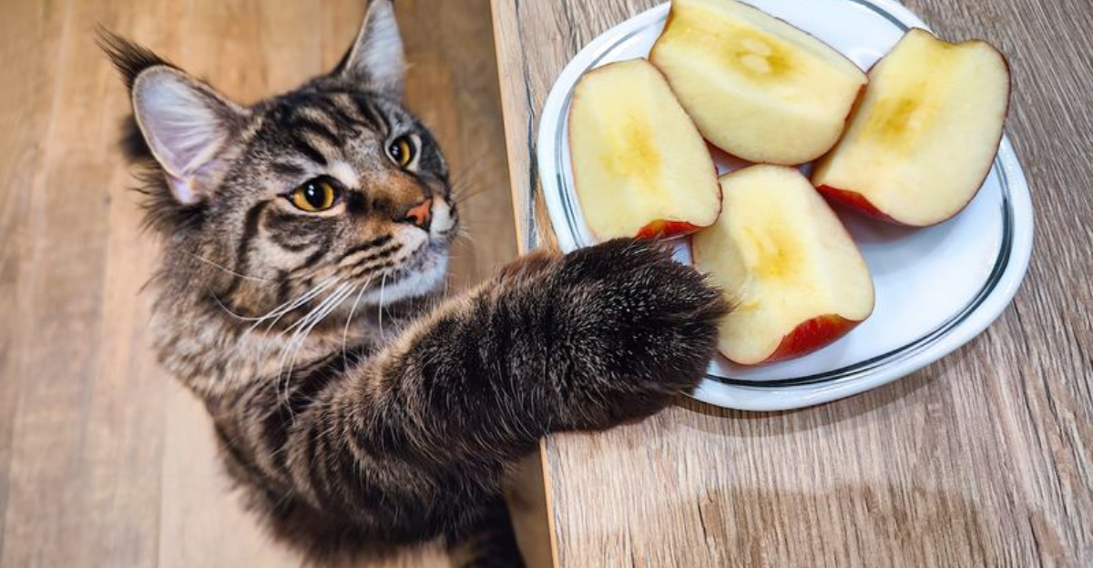 8 Cats That Can’t Resist Stealing Food (and 8 That Are Super Picky ...