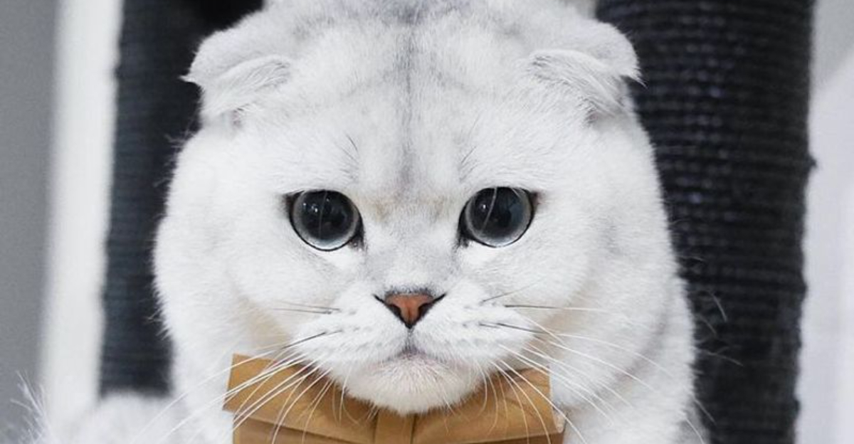17 Cat Breeds That Only the Most Experienced Owners Can Handle ...