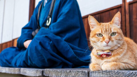 21 Cat Emotional Support Techniques Feline Therapists Will Recommend in ...