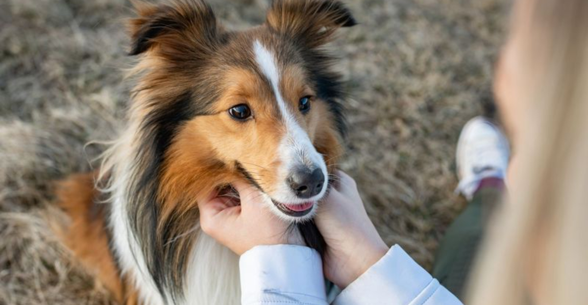 18 Companion Animals That Seem to Know When You Need Them Most ...