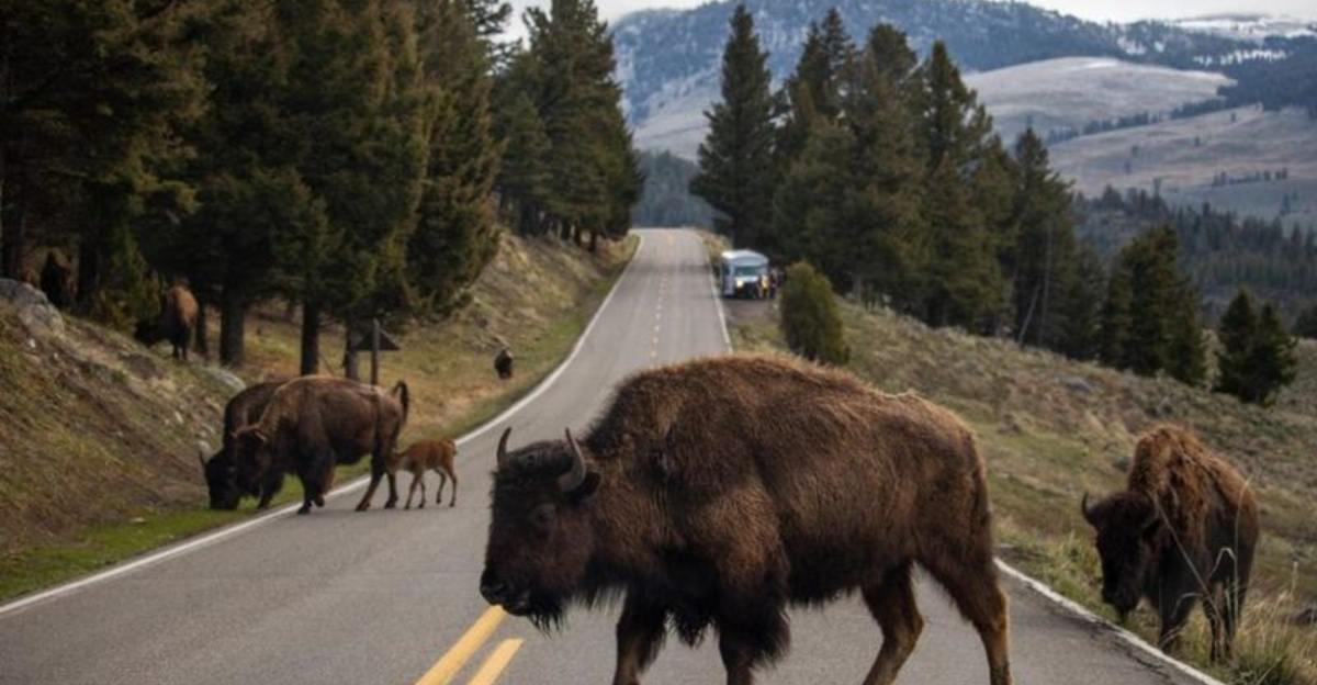 17 Dangers in Yellowstone and How to Stay Safe While Visiting ...