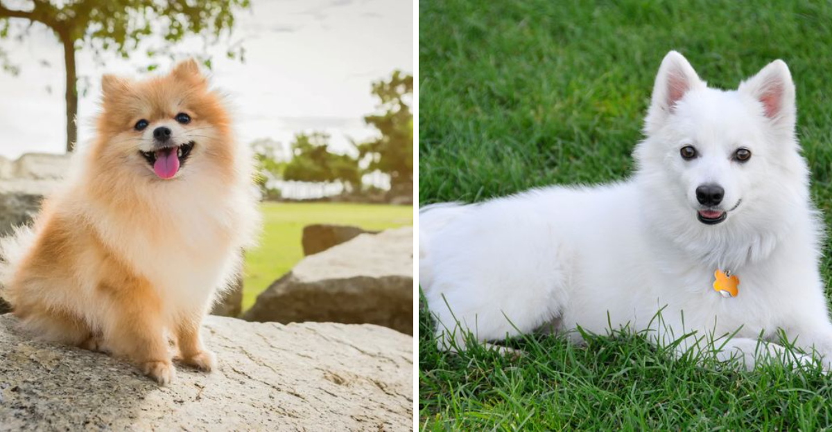 14 Distinct Features That Separate Pomeranians from American Eskimo ...