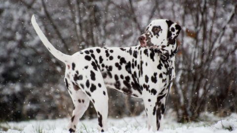 17 Dog Breeds That Reach Their Full Size Before You Know It - Exploring ...
