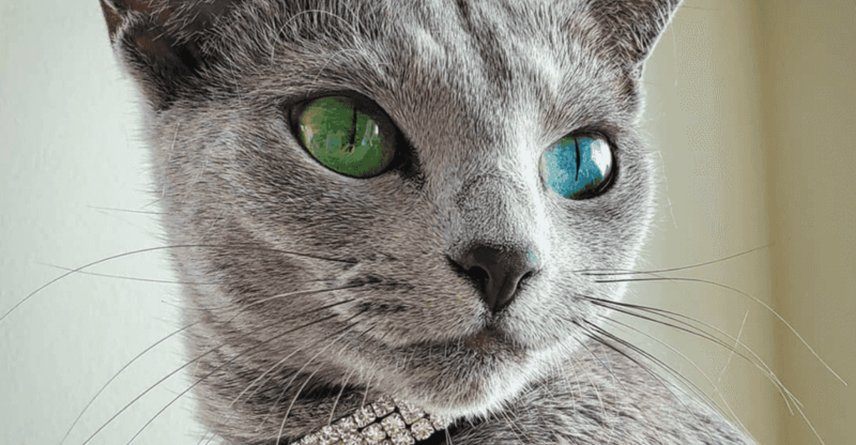 Don’t Get These 9 Supposedly Quiet Cats - They’ll Keep You Up All Night ...