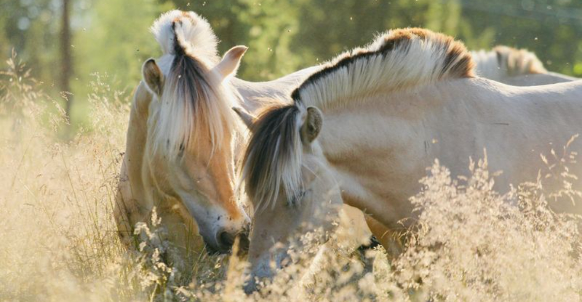 9 Draft Horses That Think They're Lap Dogs (and 6 Ponies With Napoleon ...