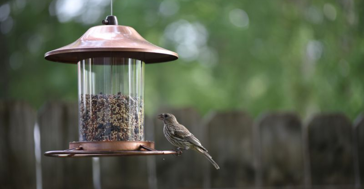 16 Essential Tips to Help Wild Birds Stay Safe and Healthy - Exploring ...