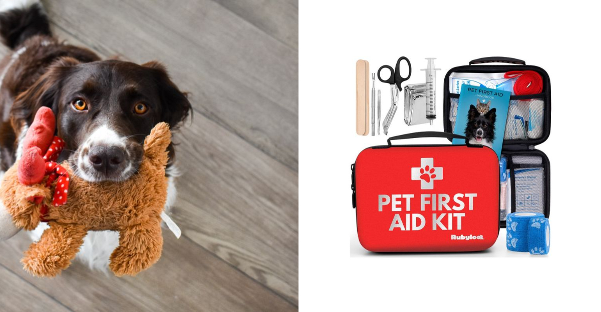 15 Essentials Every Pet Owner Should Keep in Their Emergency Kit ...