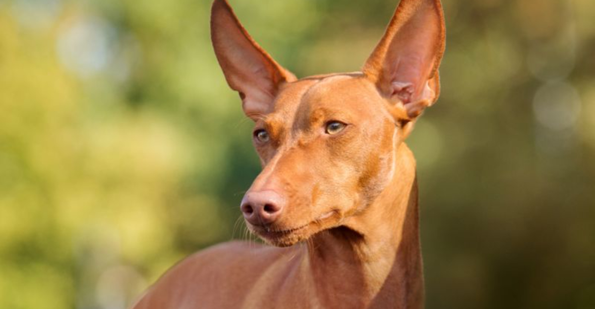 24 Exotic Dog Breeds That Take Beauty and Charm to a New Level ...