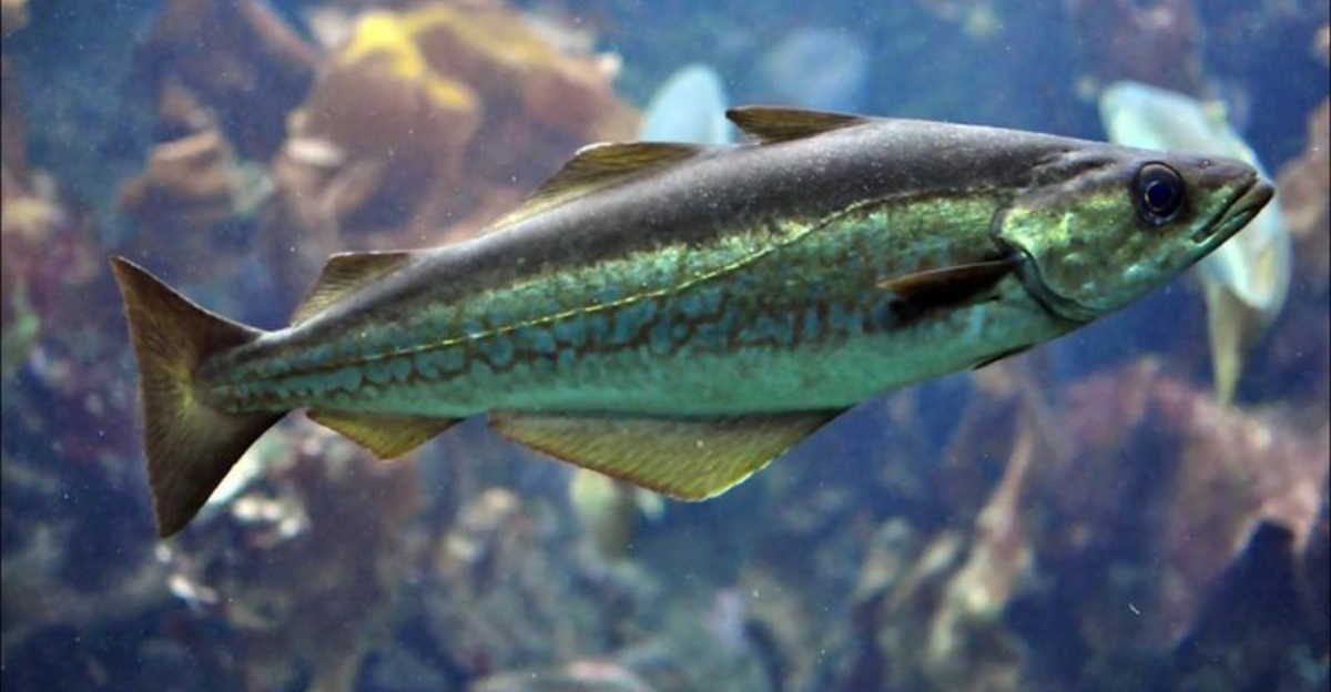 14 Facts About Alaskan Pollock—One of the Most Eaten Fish in the World ...