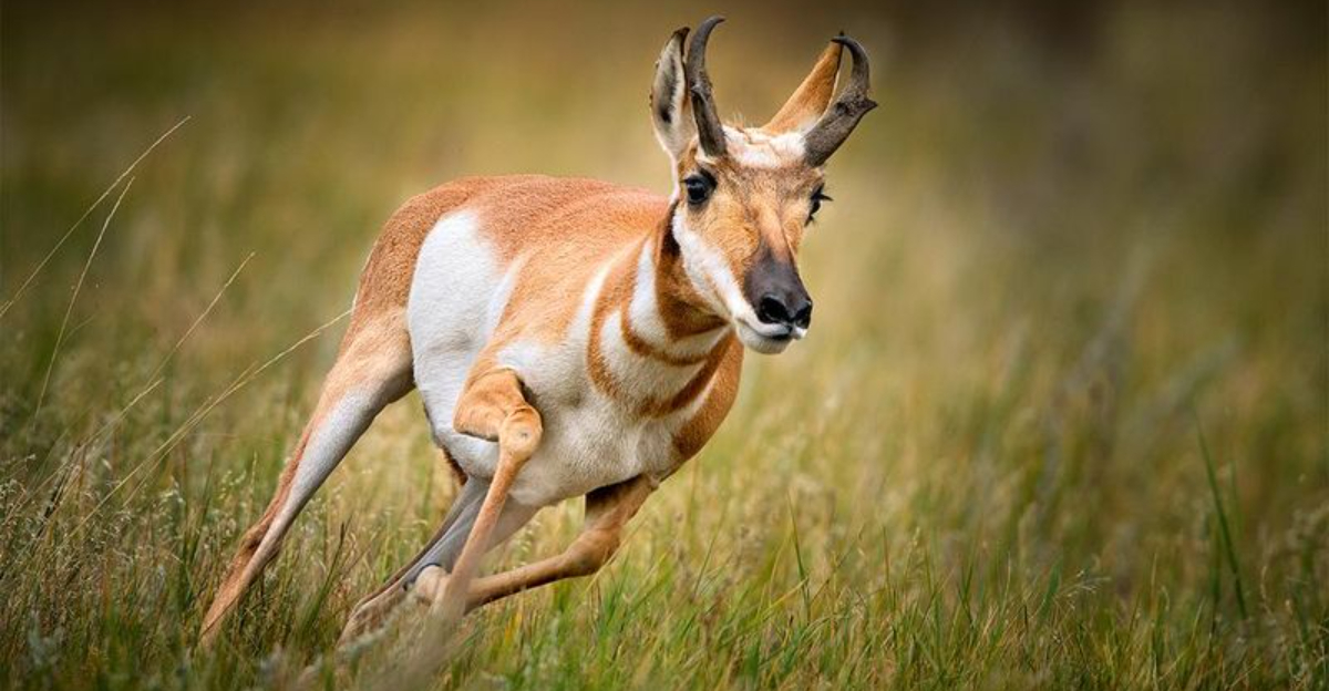 14 Facts About the Fastest Land Animal Native to the United States ...