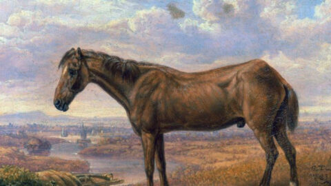 15 Facts About the Oldest Horse Ever Documented (And Traditional Care ...