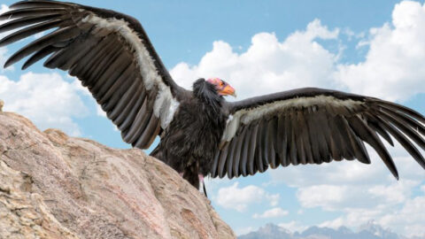 13 Facts That Make the Andean Condor King of the Skies - Exploring Animals