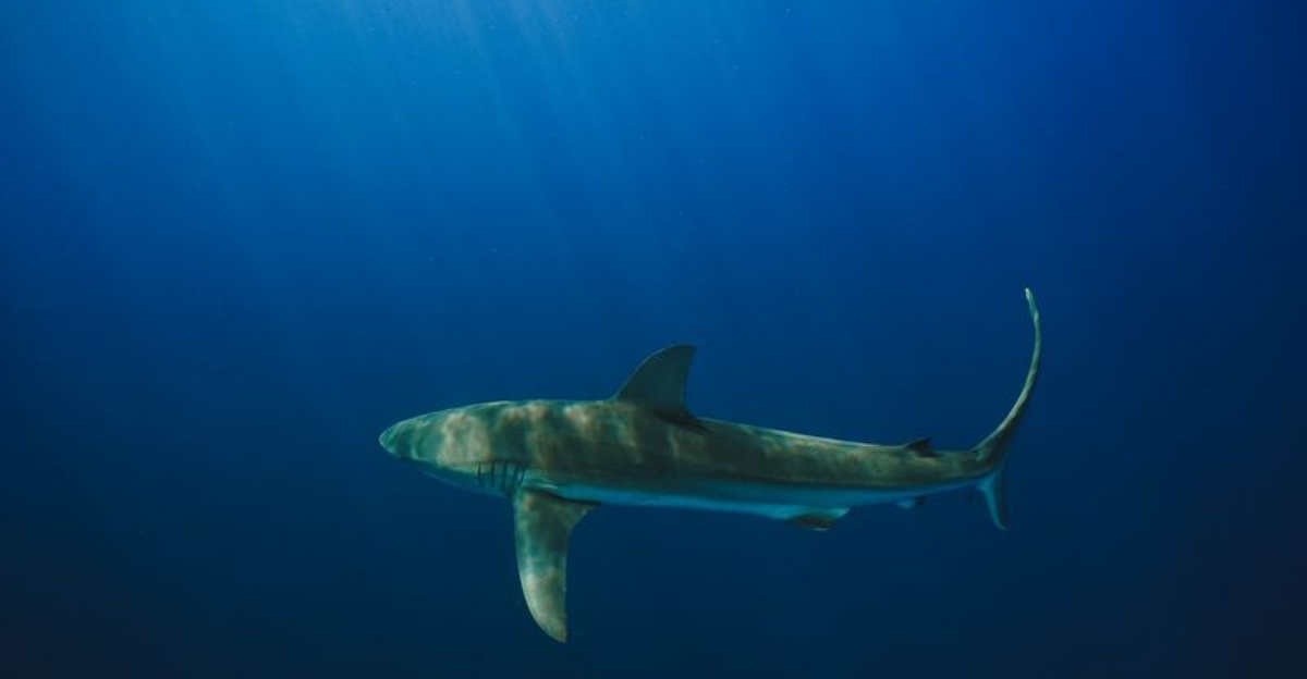 15 Fascinating Facts About Dusky Sharks and Their Deep-Water World ...