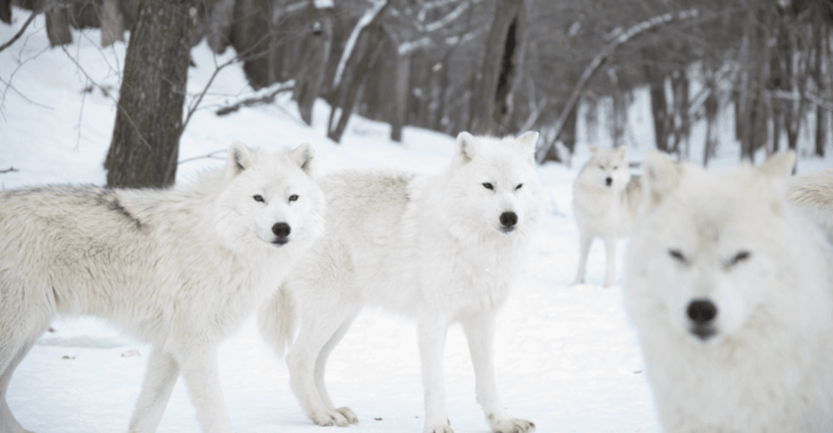 16 Fascinating Facts About the Mysterious Arctic Wolf - Exploring Animals