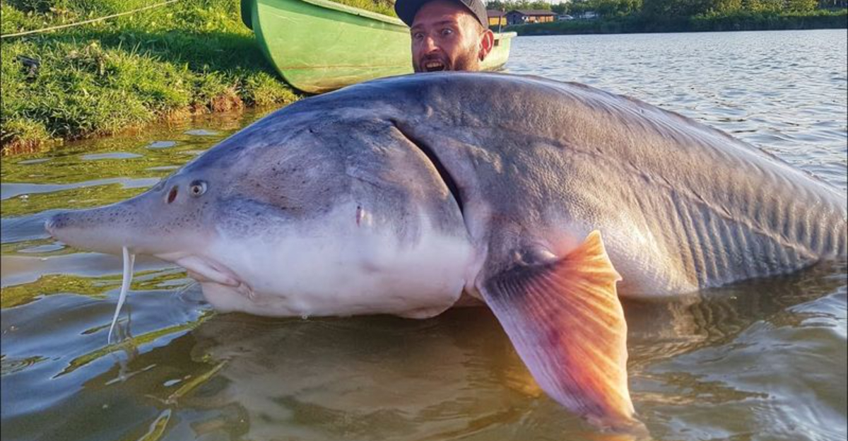 13 Freshwater Fish That Outweighed the Anglers Who Reeled Them In ...