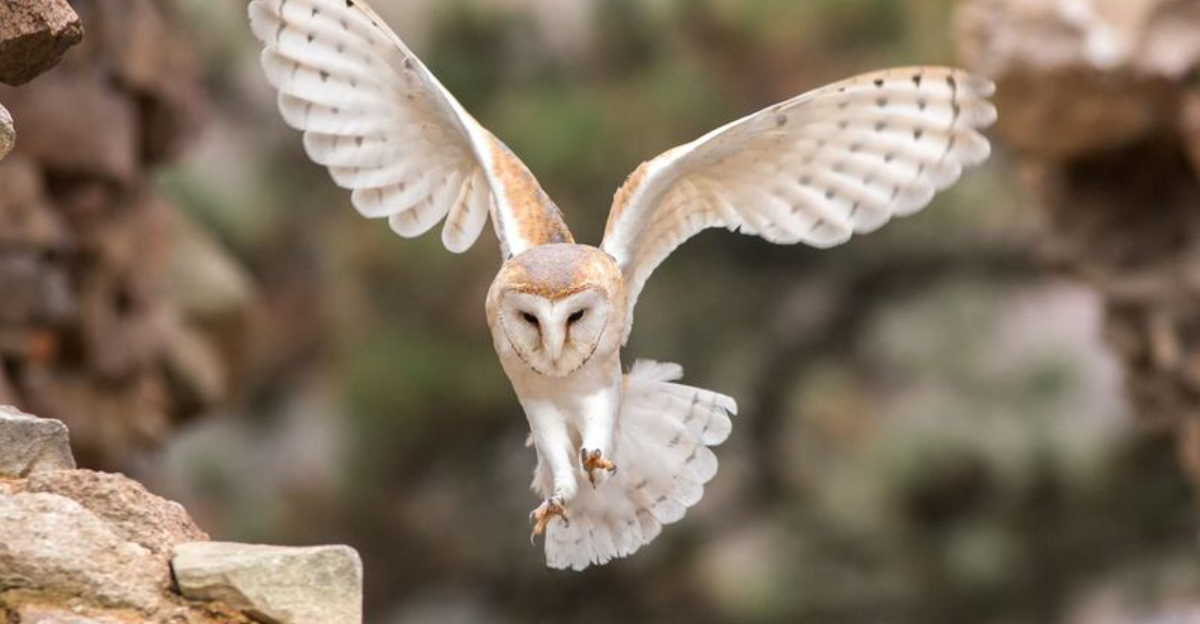 17 Fun Facts About Barn Owls That Might Surprise Even Experienced Bird ...