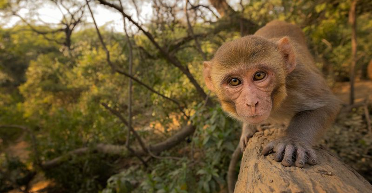 8 Fun Facts About Monkeys (And 4 That Aren’t So Cute) - Exploring Animals