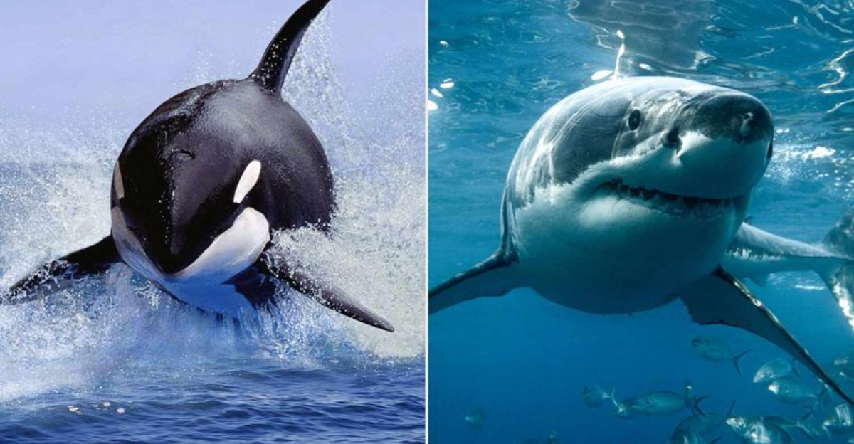 Great White Shark vs Killer Whale: 15 Reasons One Dominates the Ocean ...