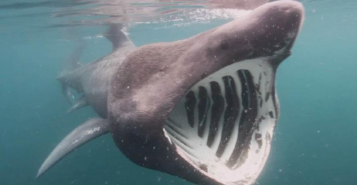 Great Whites May Be Famous, But They’re Not the Largest Sea Monsters ...
