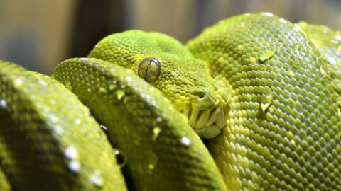 How Long Do Snakes Live? And 15 Species Ranked by Lifespan - Exploring ...